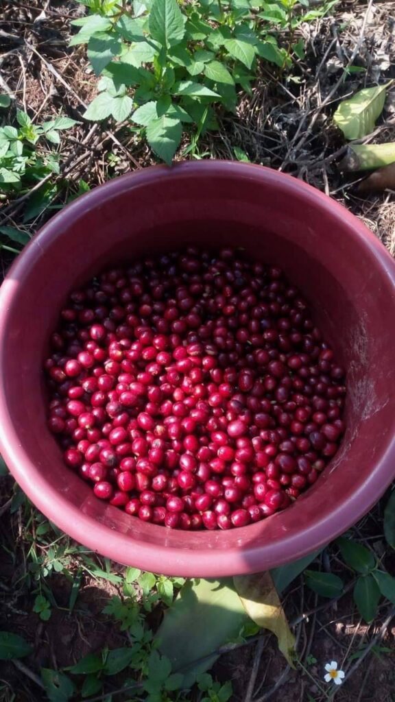 Rwanda gako Huye Mountain | coffee blog